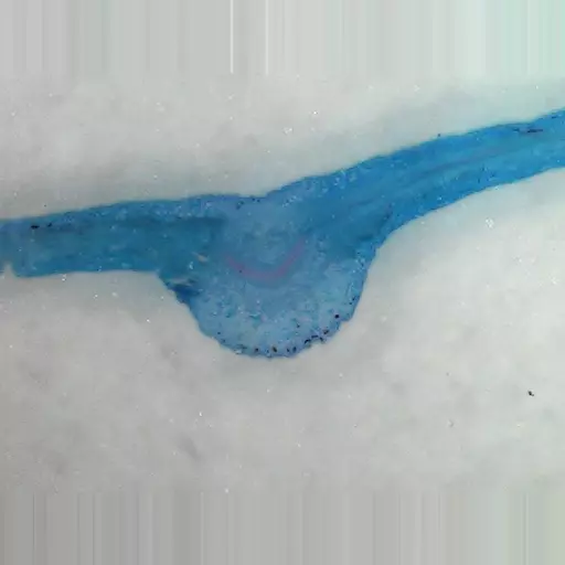 MICROSCOPE SLIDE - Insect trachea