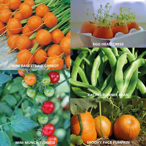 Egg crest seeds pk 3000