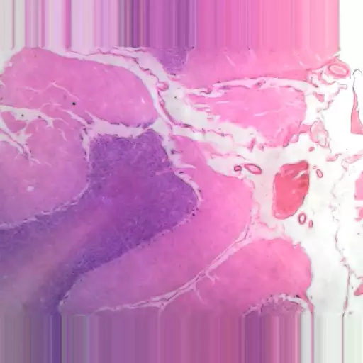 MICROSCOPE SLIDE - Insect trachea