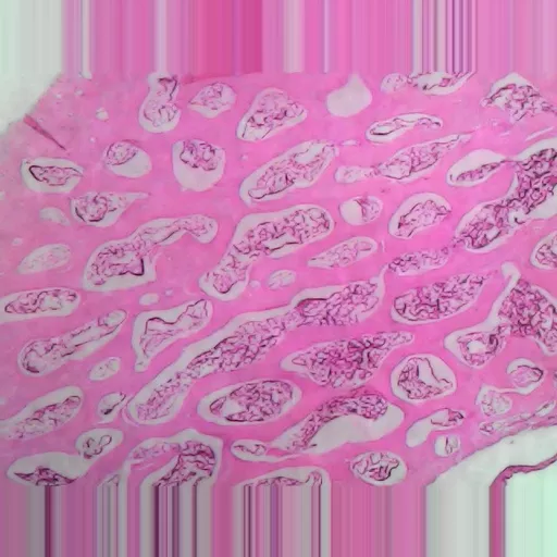 MICROSCOPE SLIDE - Insect trachea