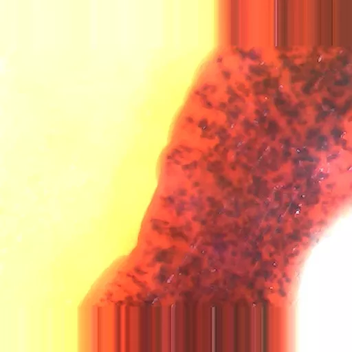 MICROSCOPE SLIDE - Insect trachea