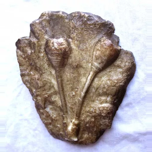 Fossil Sea Lily Cast | Starbeck Education
