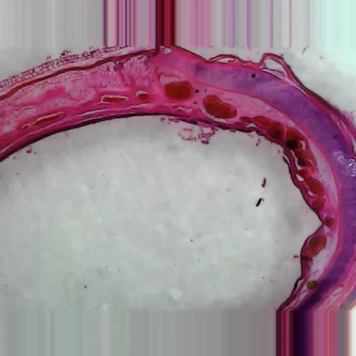 MICROSCOPE SLIDE - Insect trachea