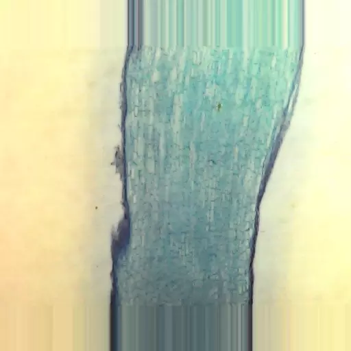 MICROSCOPE SLIDE - Insect trachea