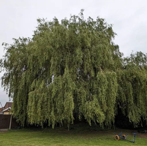 Why is Tree Pruning Important? | JEC Tree Services Limited