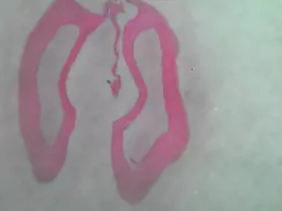 MICROSCOPE SLIDE - Insect trachea