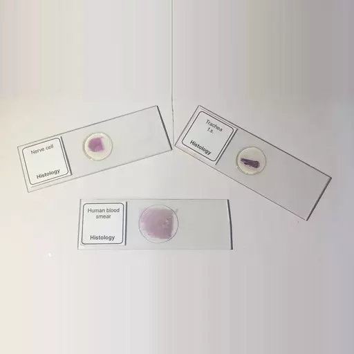 MICROSCOPE SLIDE - ALLIUM ROOT TIP FOR MITOSIS