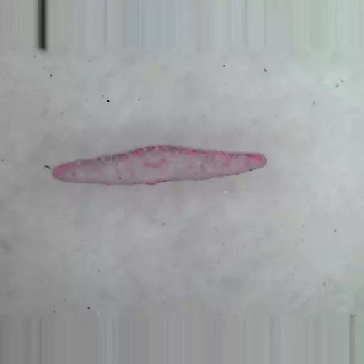 MICROSCOPE SLIDE - Insect trachea