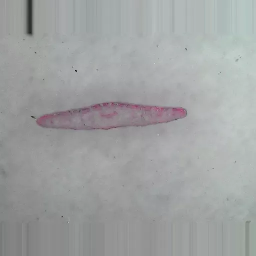 MICROSCOPE SLIDE - Insect trachea