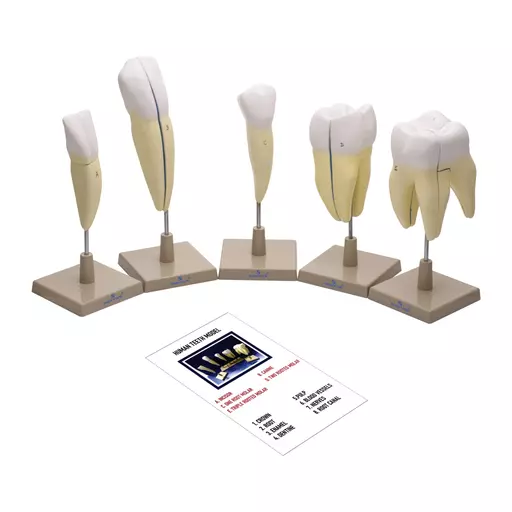 Teeth Model