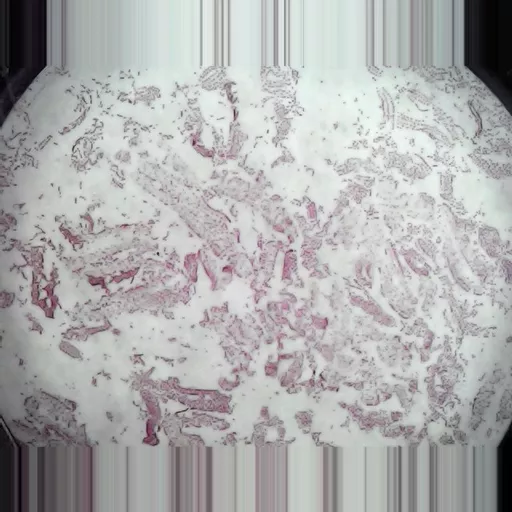 MICROSCOPE SLIDE - Allium root tip squash