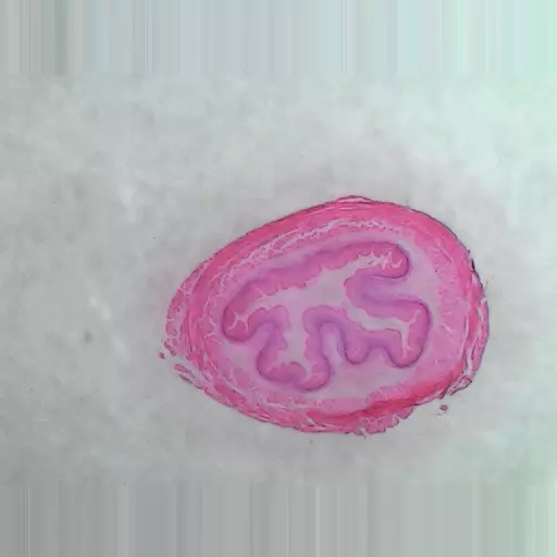 MICROSCOPE SLIDE - Insect trachea