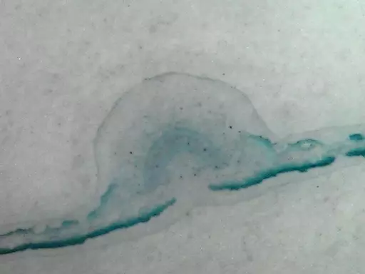MICROSCOPE SLIDE - LIGUSTRUM TS LEAF