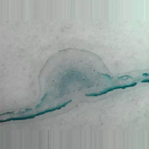 MICROSCOPE SLIDE - LIGUSTRUM TS LEAF