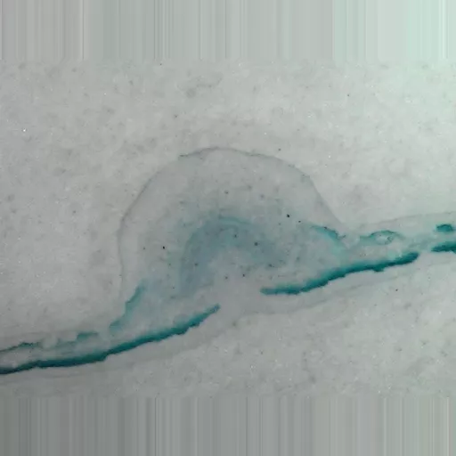 MICROSCOPE SLIDE - LIGUSTRUM TS LEAF