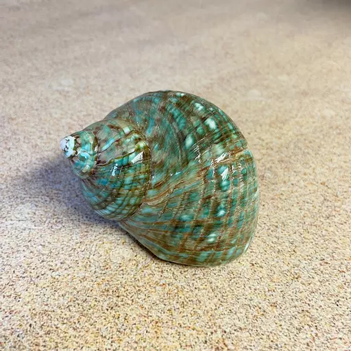 Large Green Turbo Shell (8 - 10cm) | Starbeck Education
