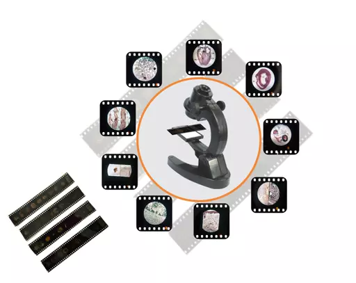 Microslide, Cell Structure