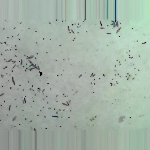 MICROSCOPE SLIDE - Insect trachea