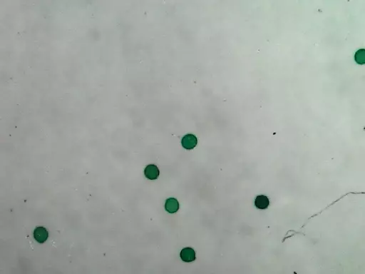 MICROSCOPE SLIDE - Insect trachea