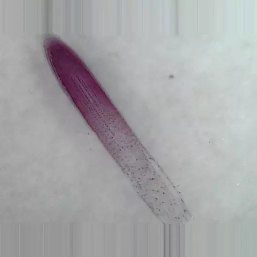 MICROSCOPE SLIDE - Vicia L.S. root tip for mitosis