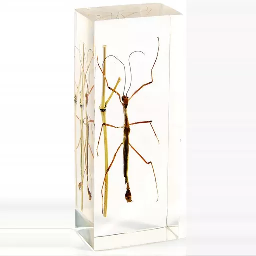 Stick Insect