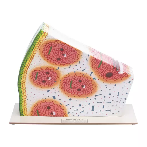 Model Of Monocot Stem Anatomy T.S & L.S