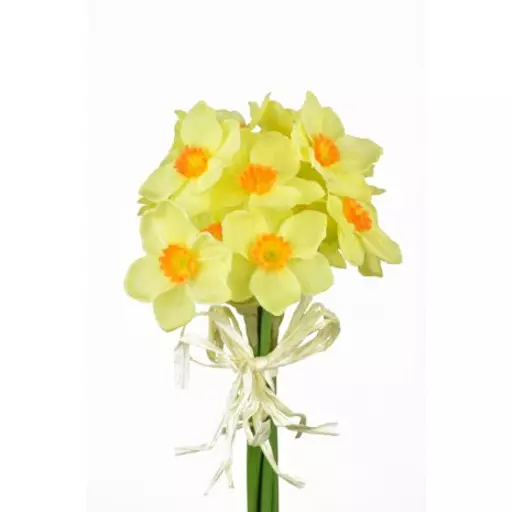 Daffodil Bundle | Starbeck Education