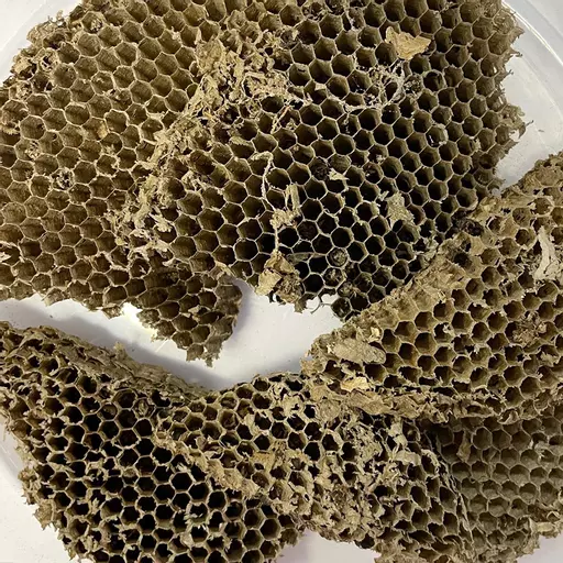 Wasp Nest Sections | Starbeck Education
