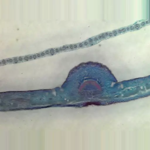 MICROSCOPE SLIDE - Insect trachea