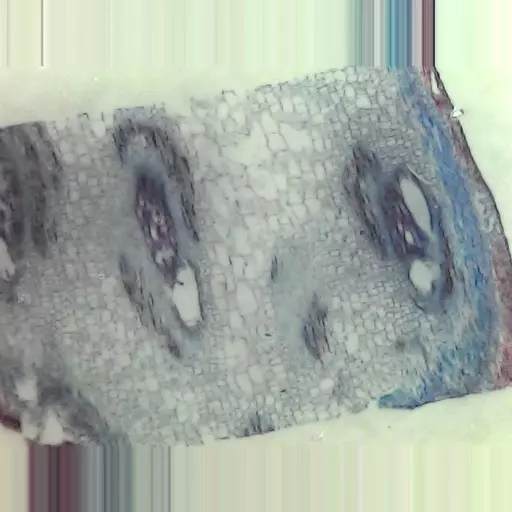 MICROSCOPE SLIDE - Insect trachea