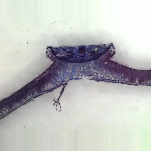 MICROSCOPE SLIDE - Insect trachea