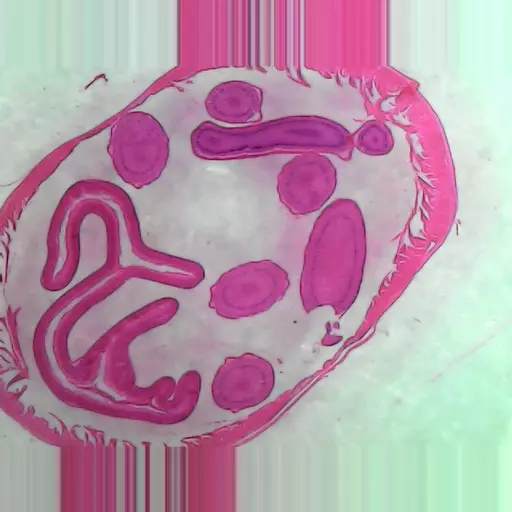 MICROSCOPE SLIDE - Insect trachea