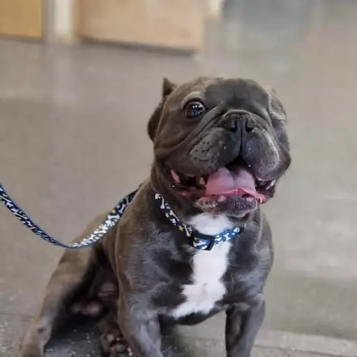 Northwich Vets in Northwich