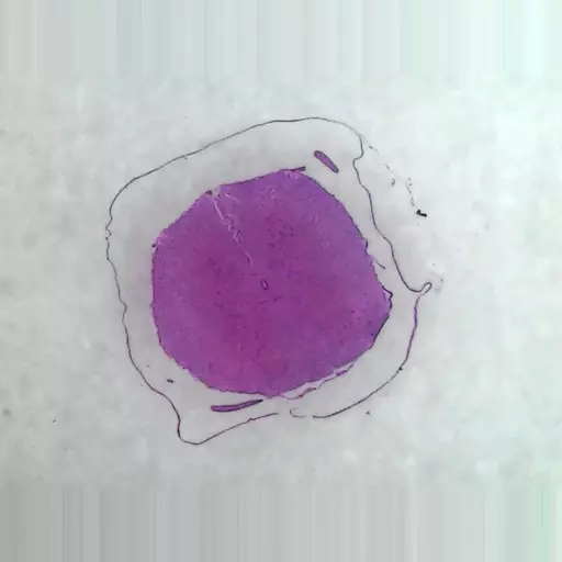MICROSCOPE SLIDE - Insect trachea