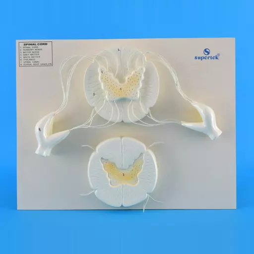SPINAL CORD MODEL