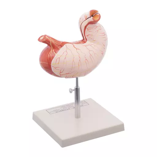 Human Stomach Model