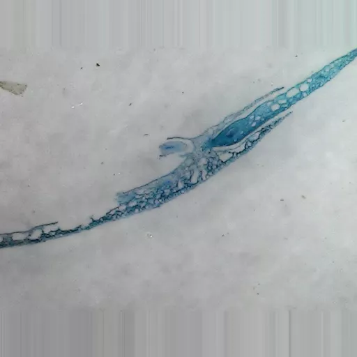 MICROSCOPE SLIDE - Insect trachea