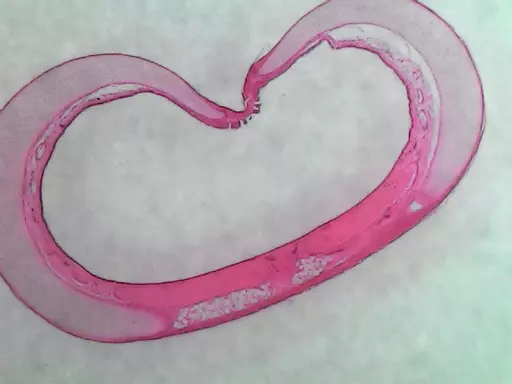 MICROSCOPE SLIDE - Insect trachea