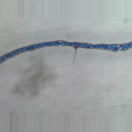 MICROSCOPE SLIDE - Insect trachea