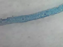 MICROSCOPE SLIDE - Insect trachea