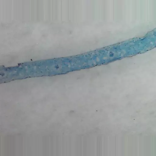 MICROSCOPE SLIDE - Insect trachea