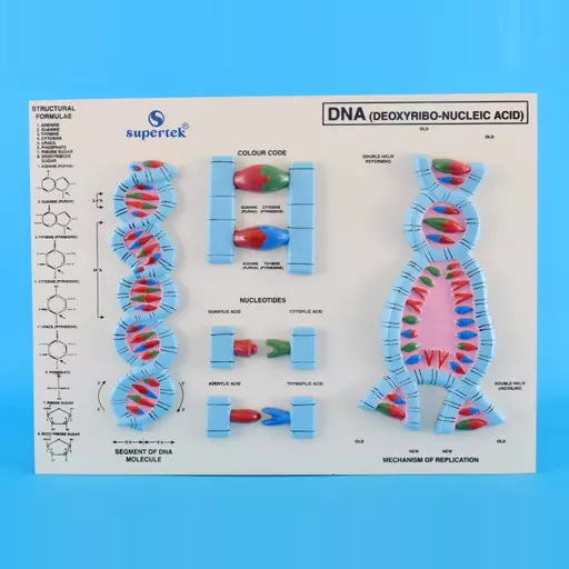 MODEL OF DNA