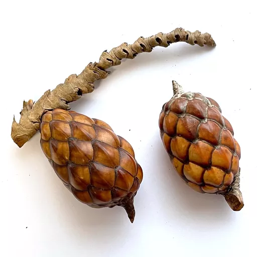 Uxi Nuts | Starbeck Education