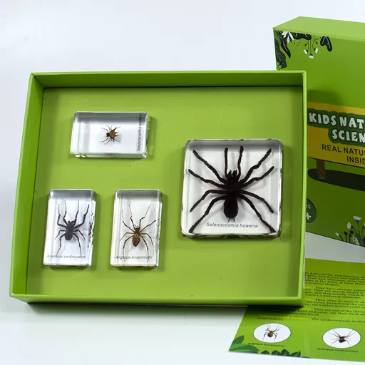 4 Spiders set in Resin