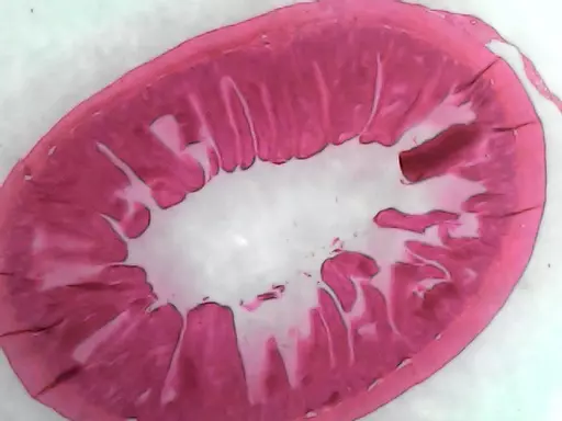 MICROSCOPE SLIDE - Insect trachea