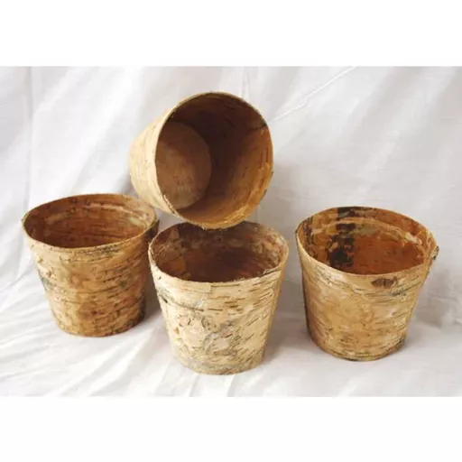 Birch Bark Pot | Starbeck Education