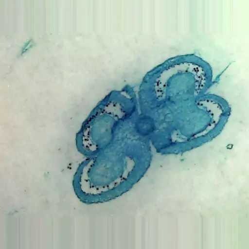 MICROSCOPE SLIDE - Insect trachea