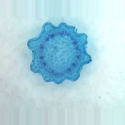 MICROSCOPE SLIDE - Insect trachea