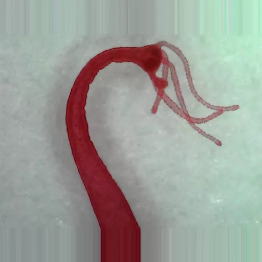 MICROSCOPE SLIDE - Insect trachea