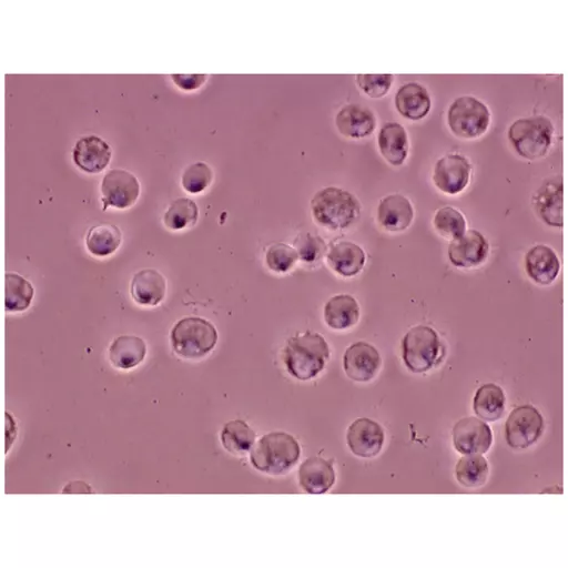 Analysis of Mammalian Cell Types